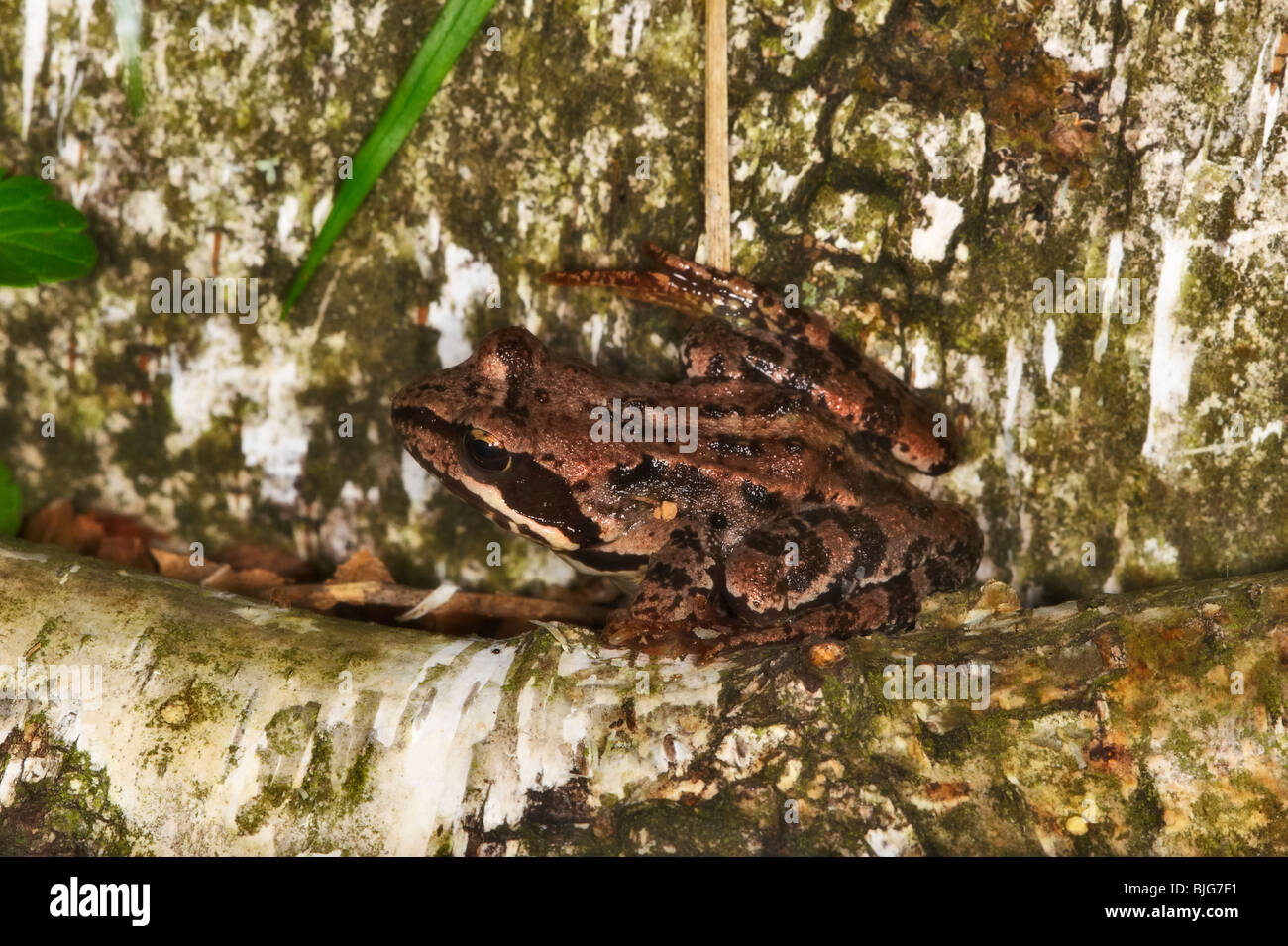 A forest is an area with a high density of trees Stock Photo - Alamy