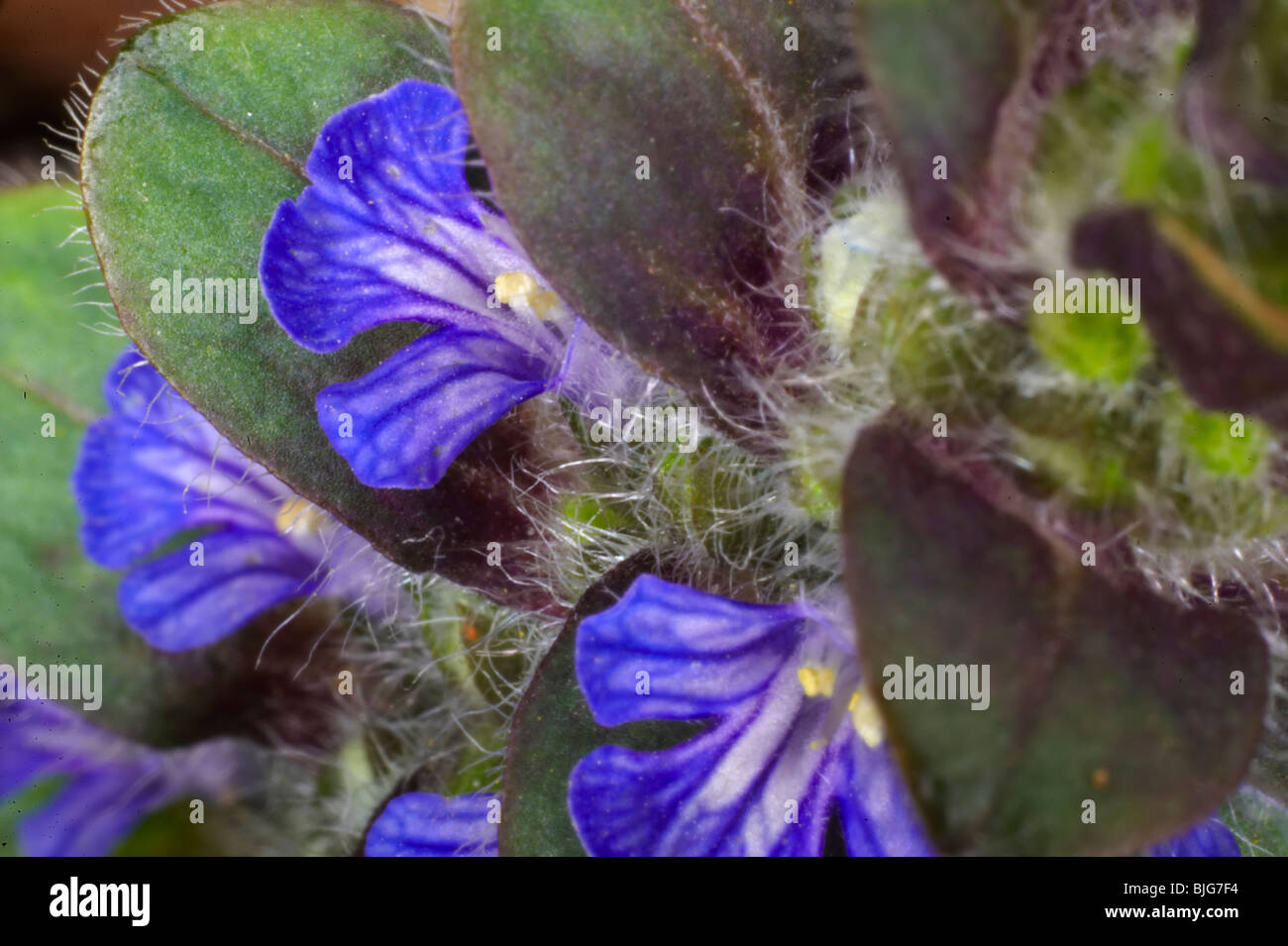 A forest is an area with a high density of trees Stock Photo - Alamy
