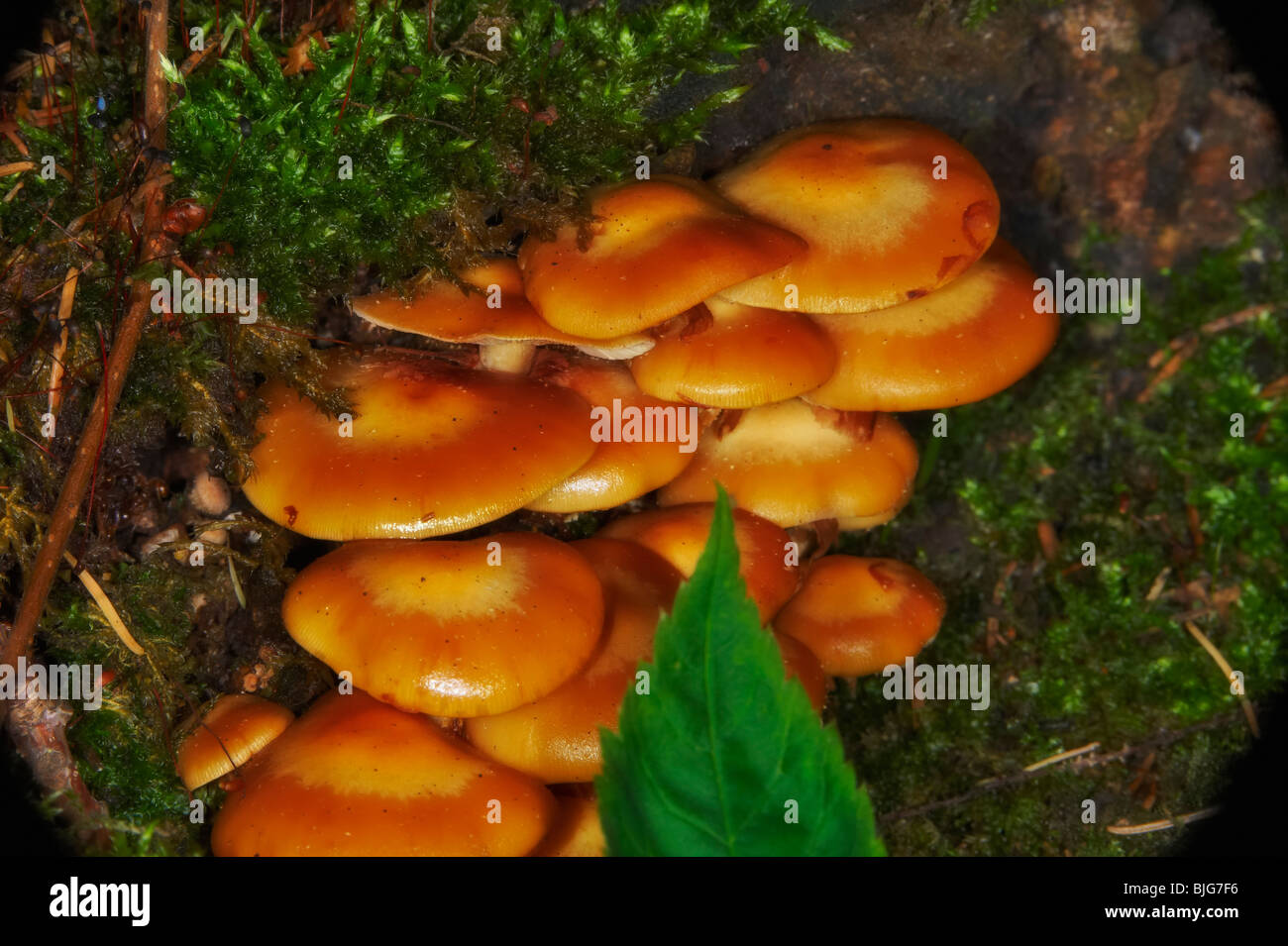 A forest is an area with a high density of trees Stock Photo - Alamy