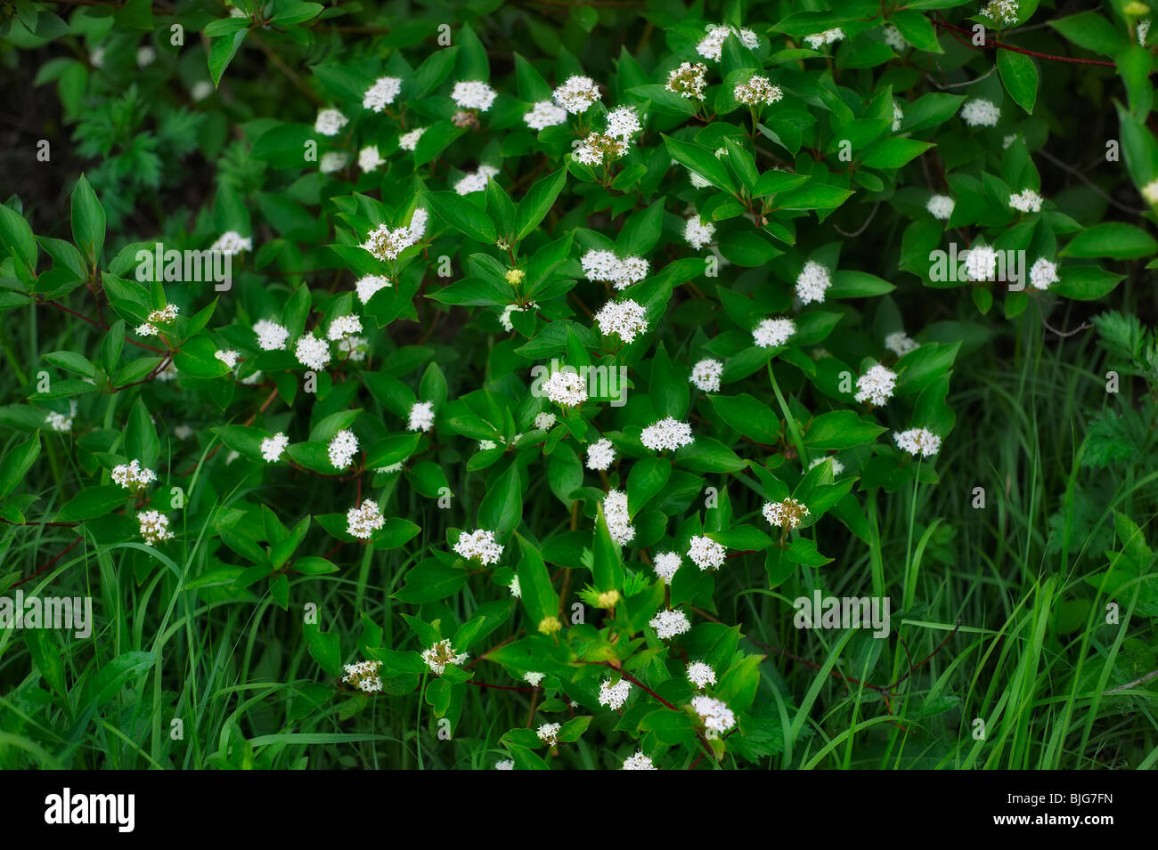 A forest is an area with a high density of trees Stock Photo - Alamy