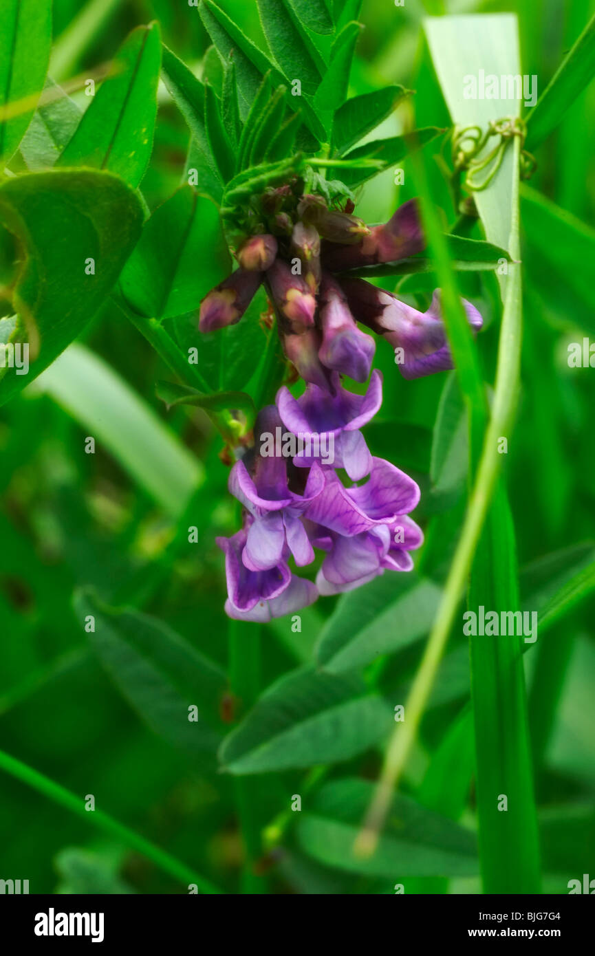 A forest is an area with a high density of trees Stock Photo - Alamy