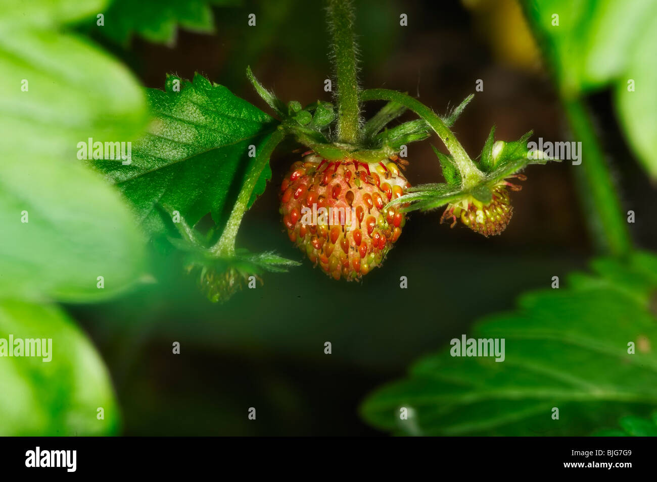 A forest is an area with a high density of trees Stock Photo - Alamy