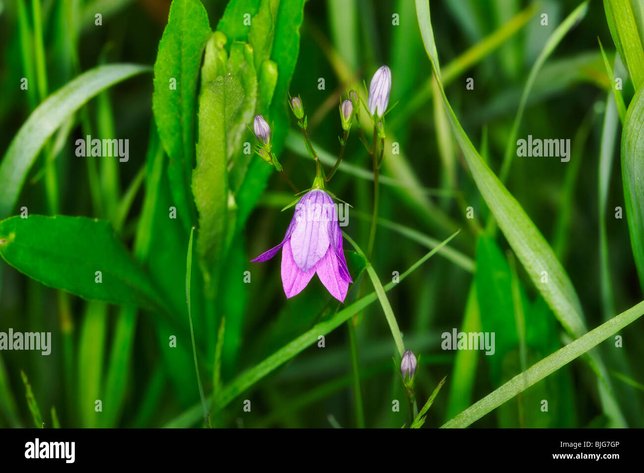 A forest is an area with a high density of trees Stock Photo - Alamy