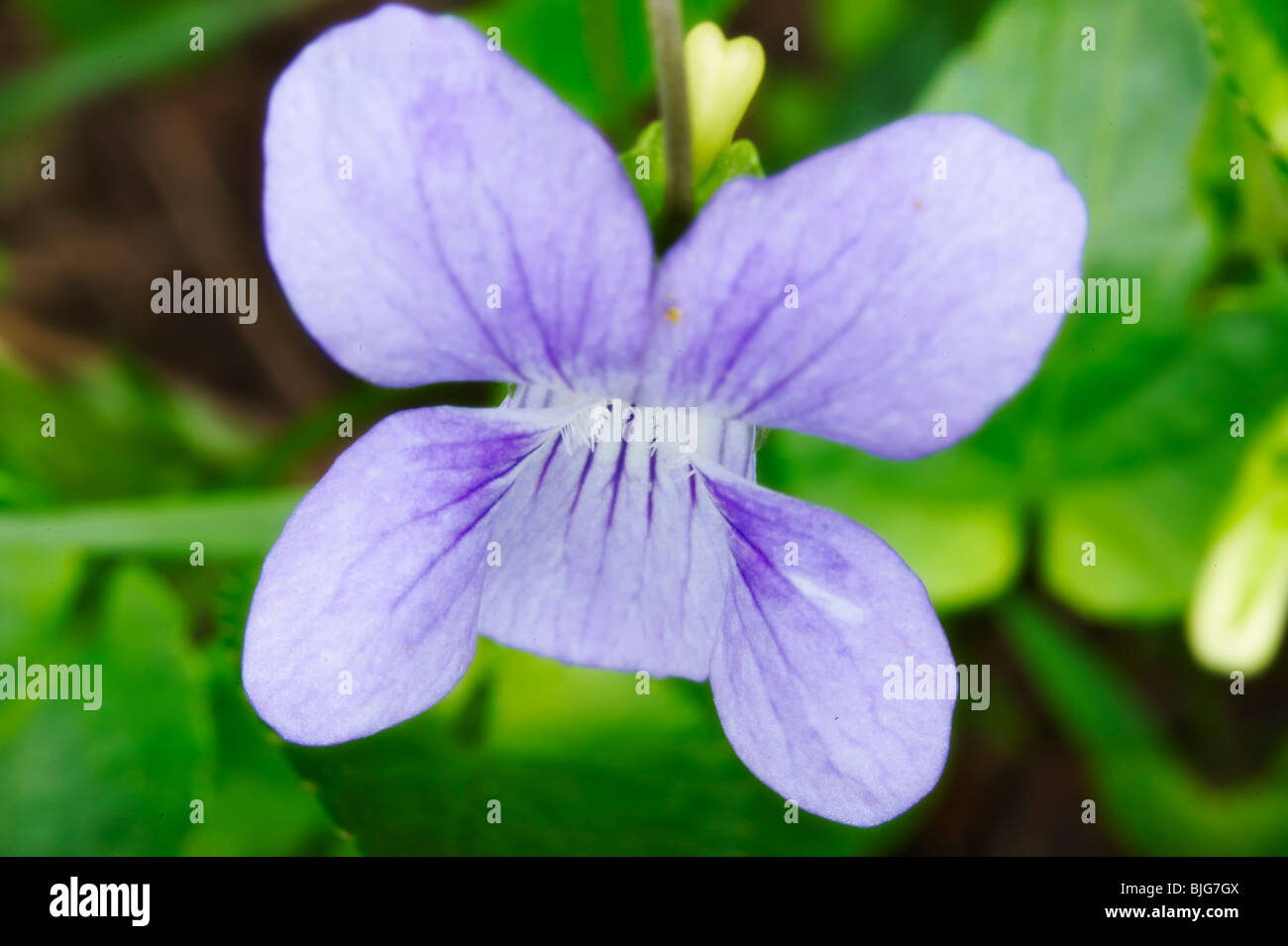 A forest is an area with a high density of trees Stock Photo - Alamy