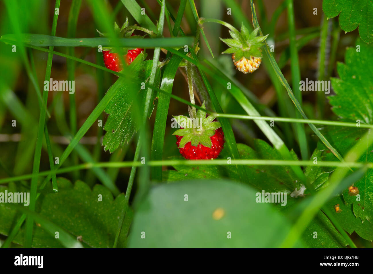 A forest is an area with a high density of trees Stock Photo - Alamy