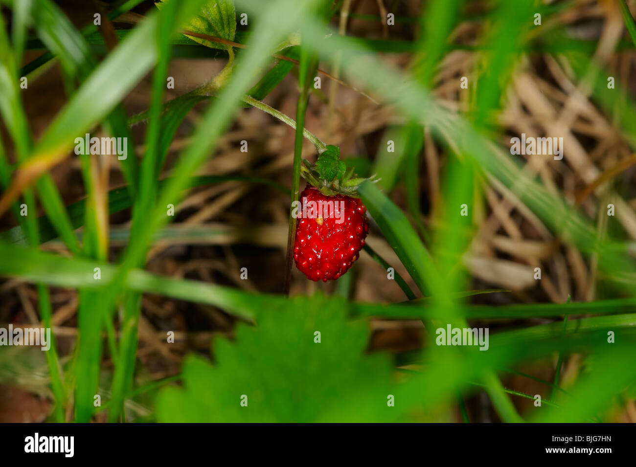 A forest is an area with a high density of trees Stock Photo - Alamy