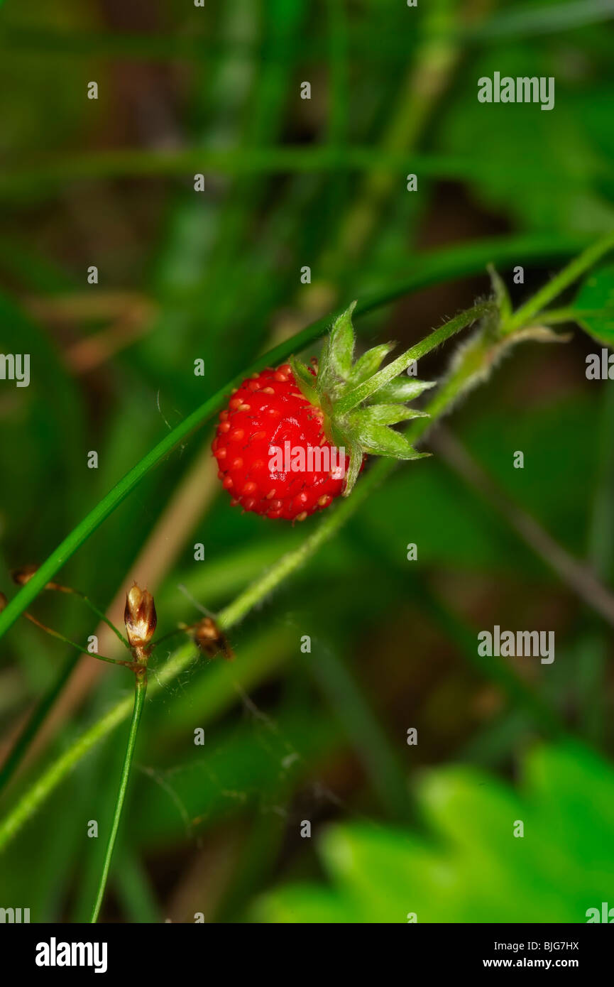 A forest is an area with a high density of trees Stock Photo - Alamy