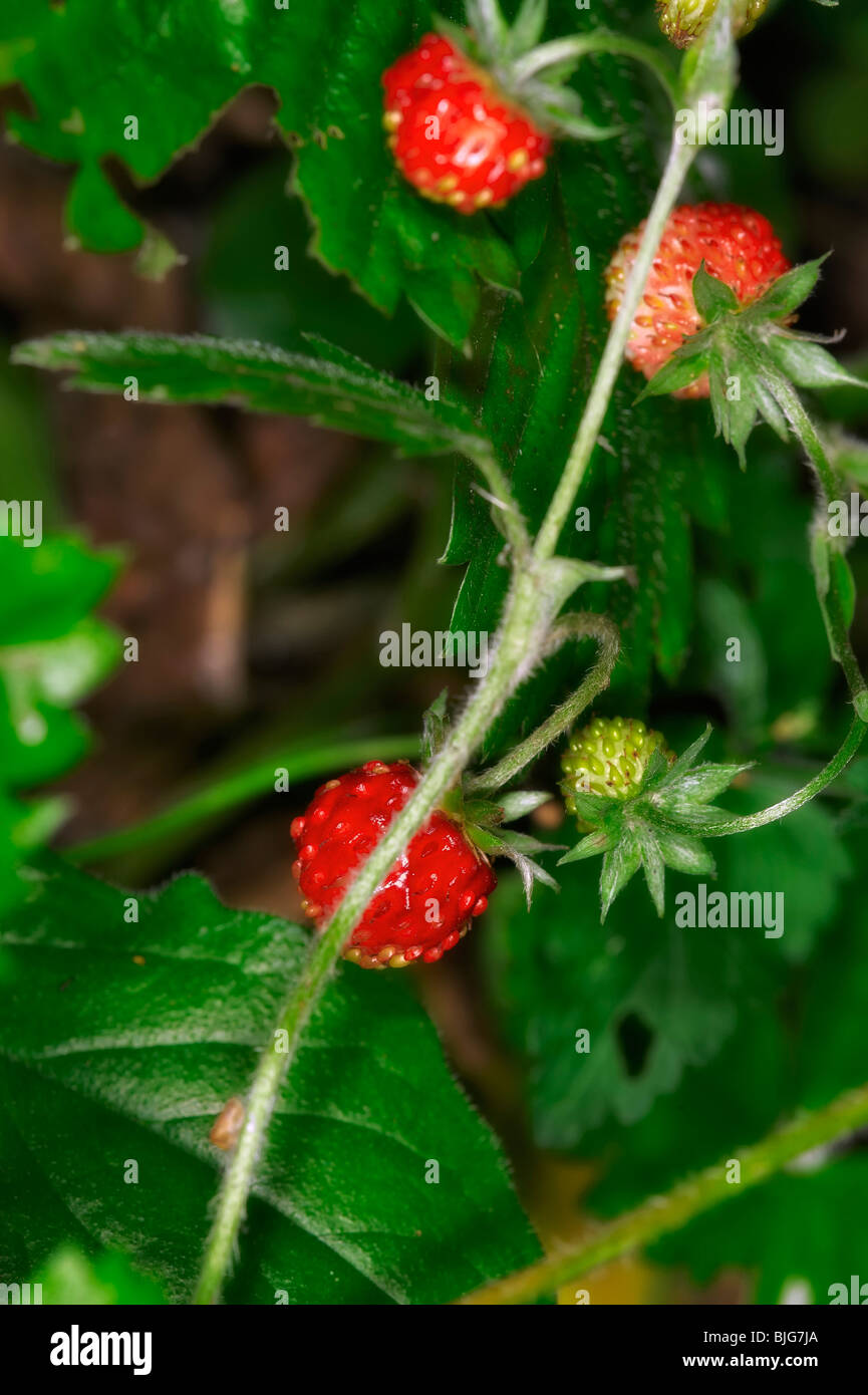 A forest is an area with a high density of trees Stock Photo - Alamy