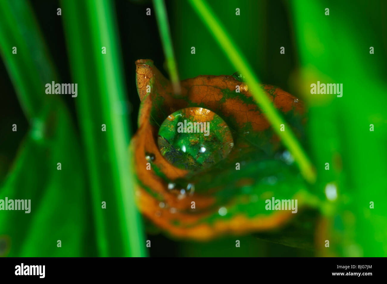 Low density forest hi-res stock photography and images - Alamy