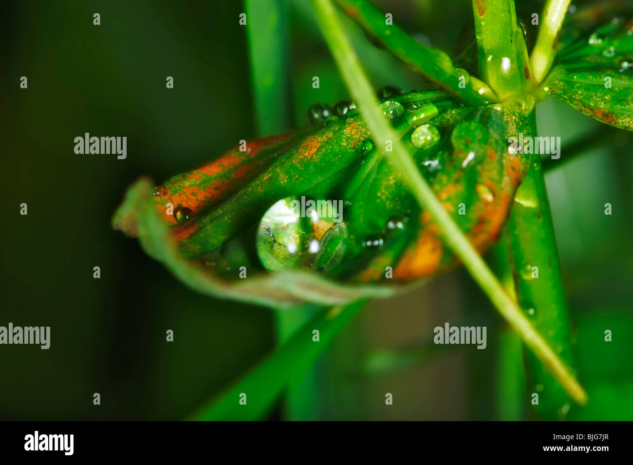 A forest is an area with a high density of trees Stock Photo - Alamy