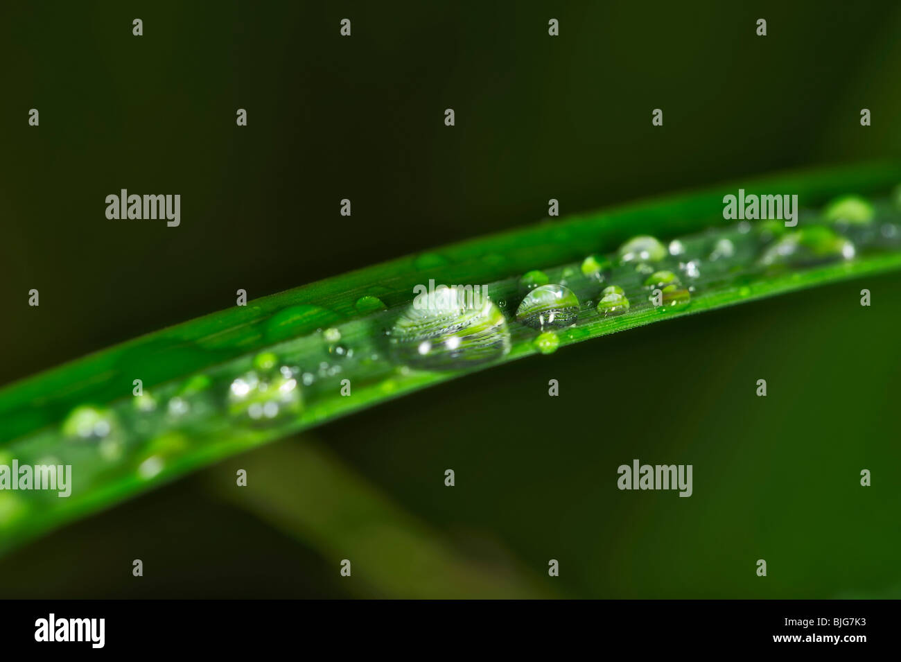 Waterdrops on the lake hi-res stock photography and images - Alamy