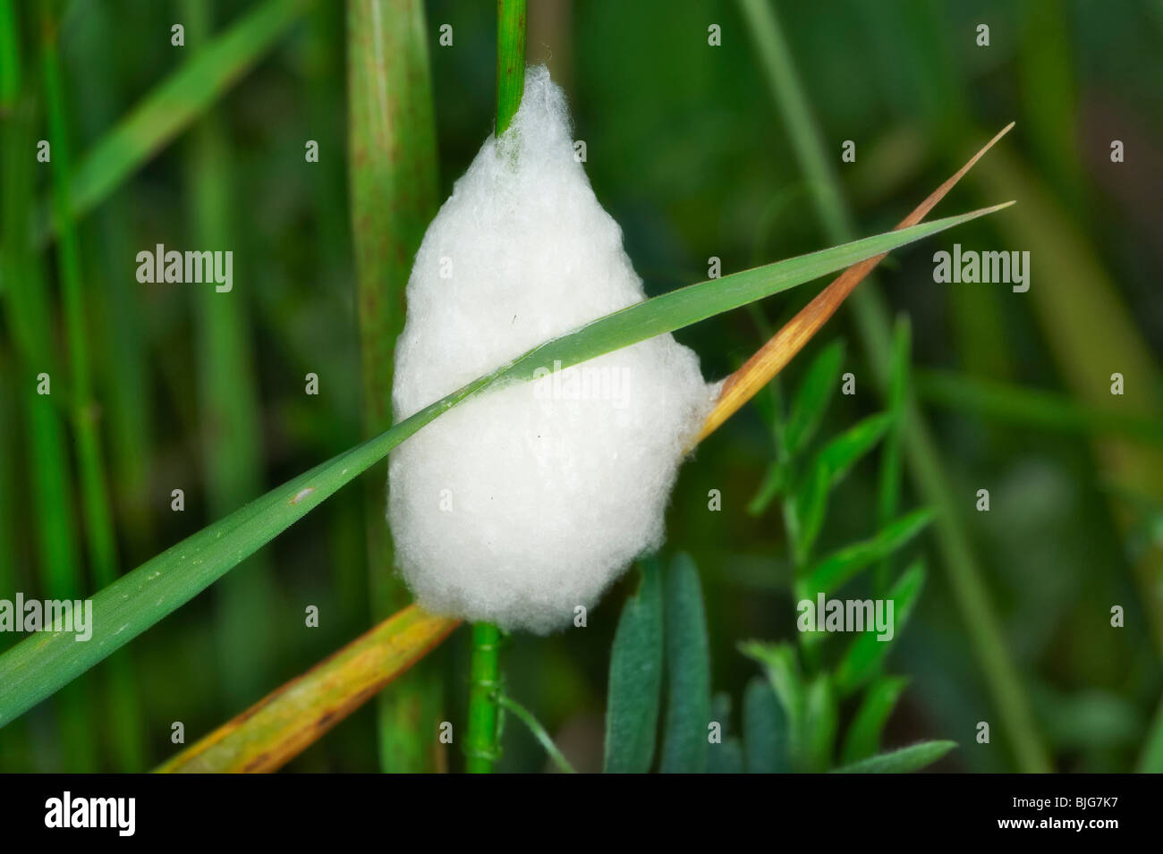 A forest is an area with a high density of trees Stock Photo - Alamy
