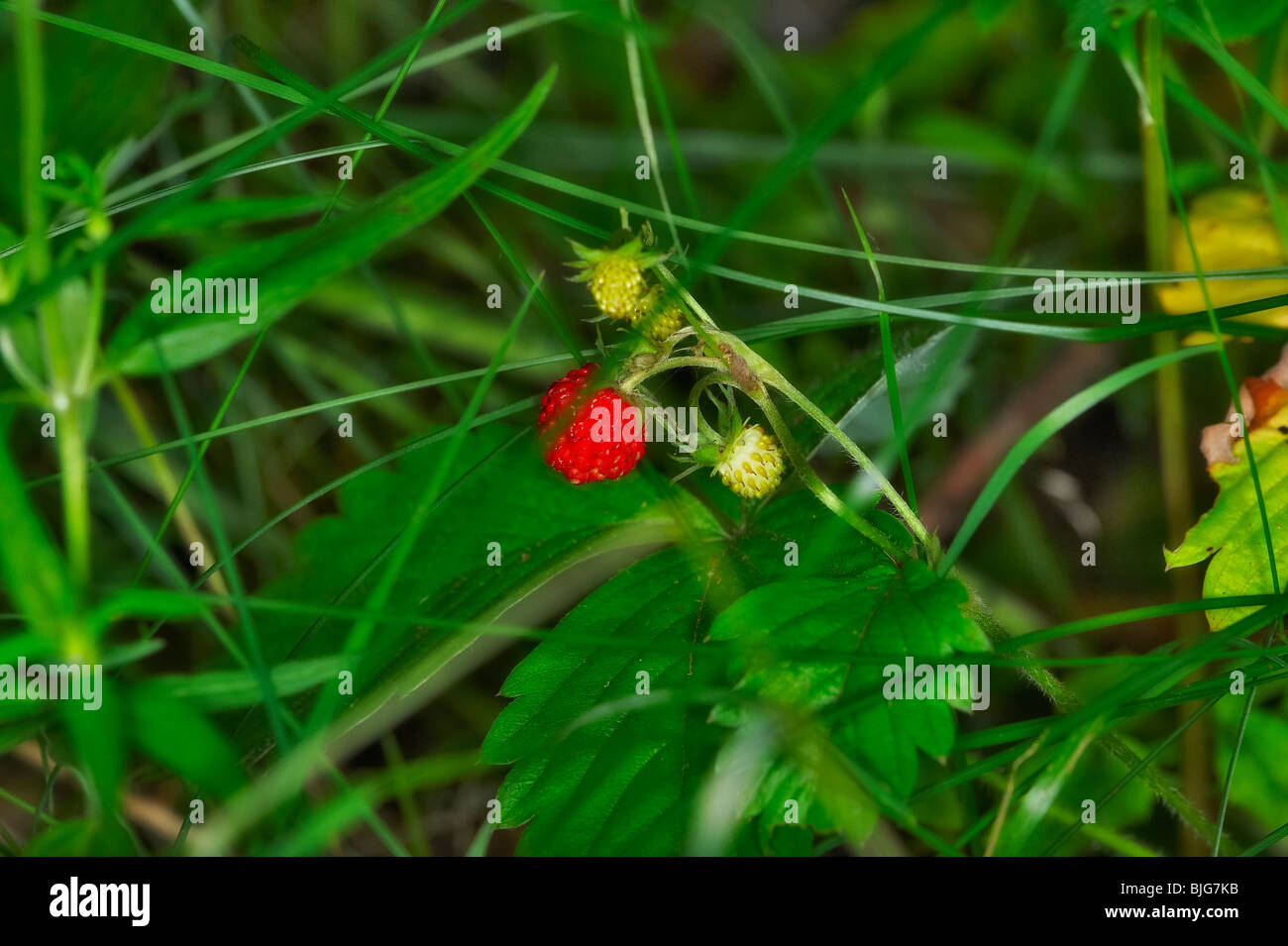 A forest is an area with a high density of trees Stock Photo - Alamy