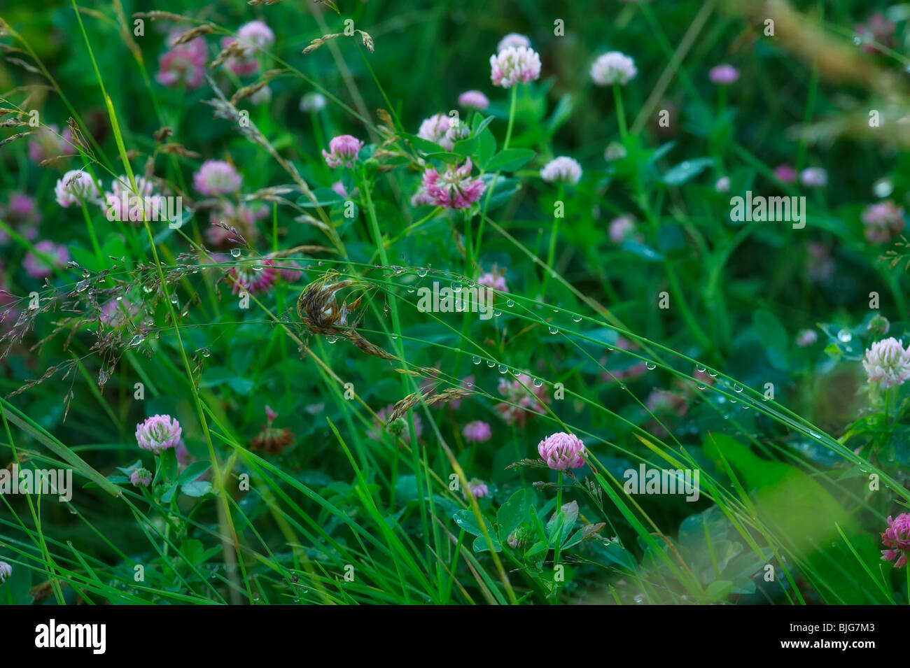 A forest is an area with a high density of trees Stock Photo - Alamy