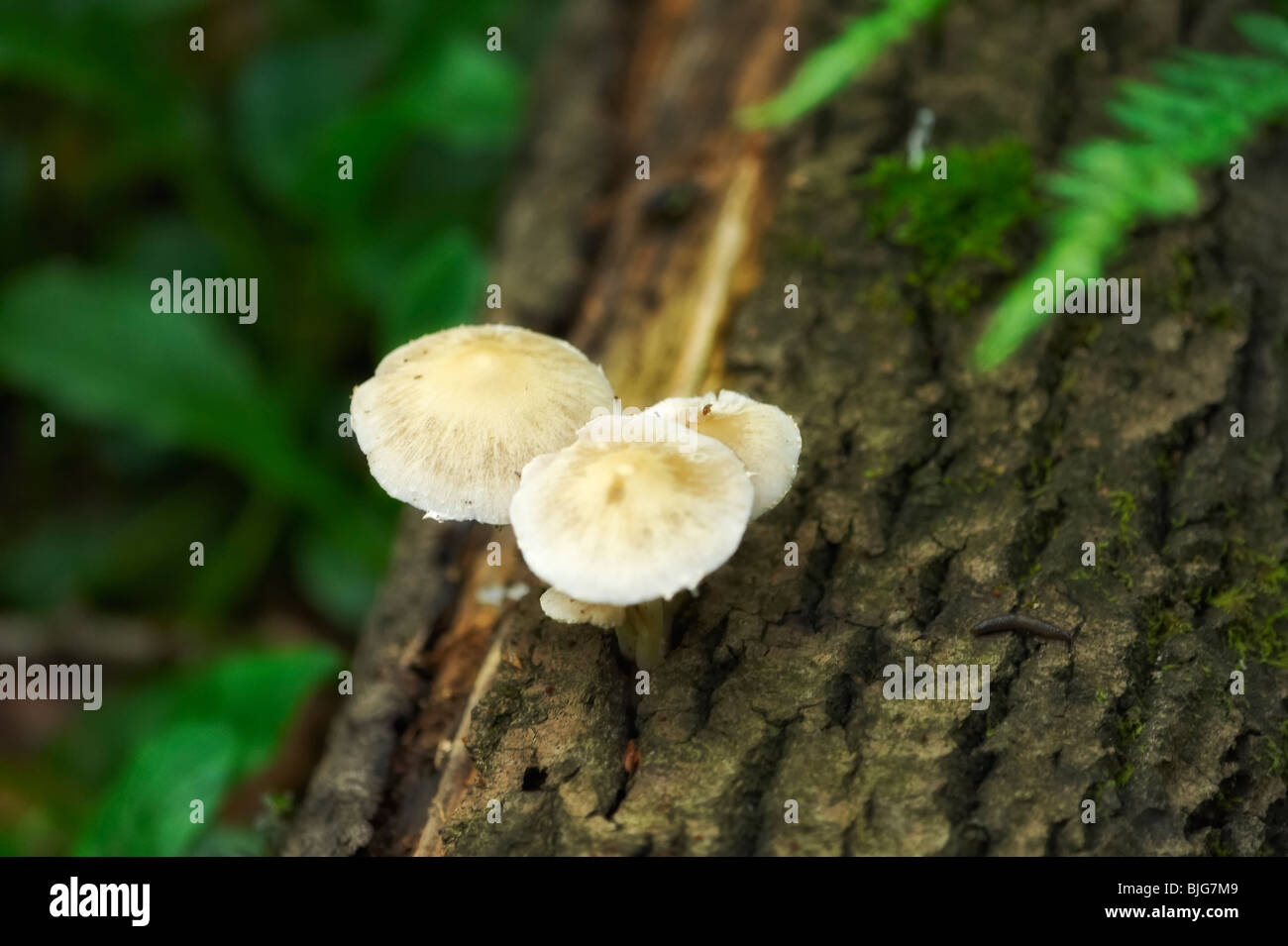 A forest is an area with a high density of trees Stock Photo - Alamy