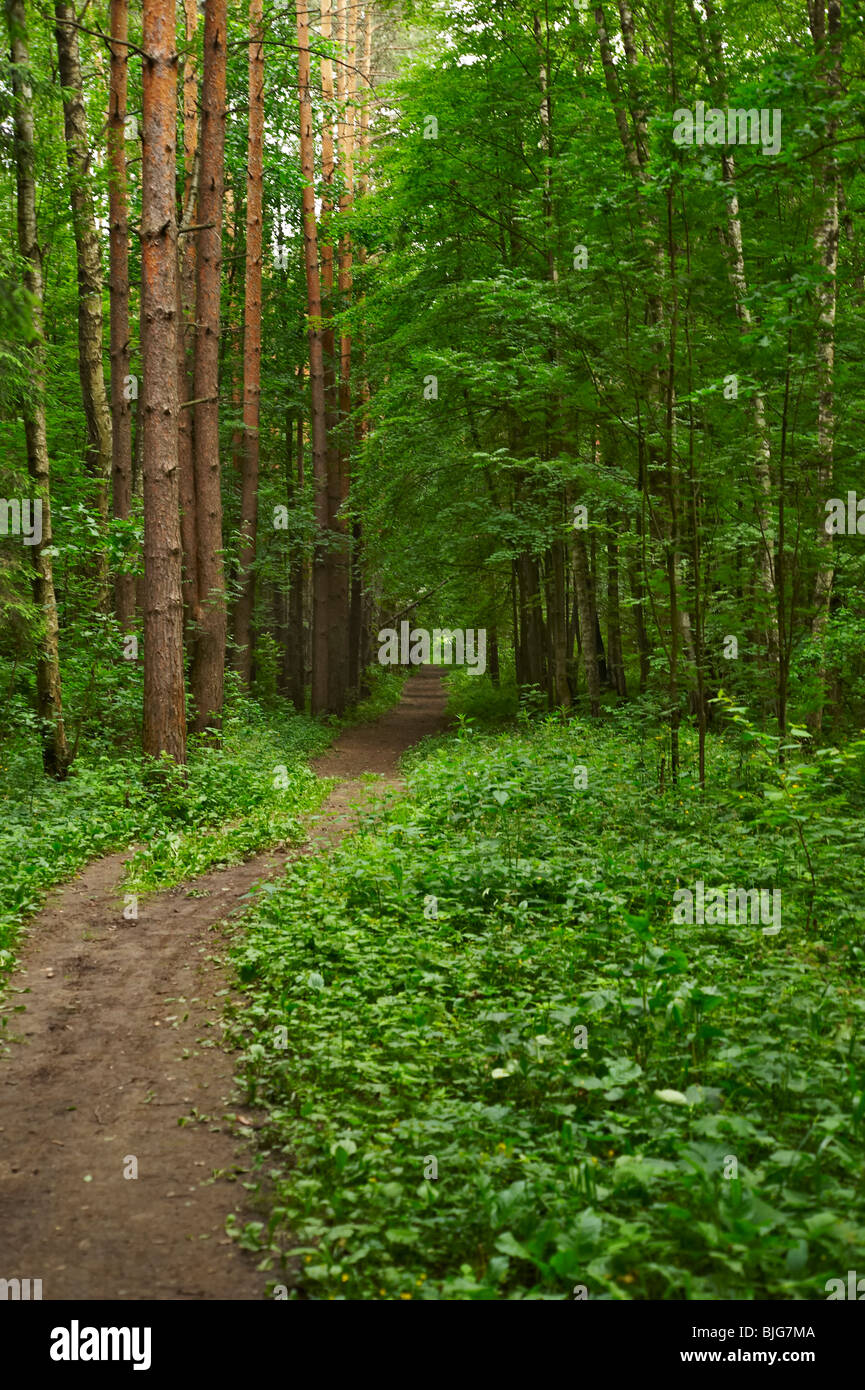A forest is an area with a high density of trees Stock Photo - Alamy