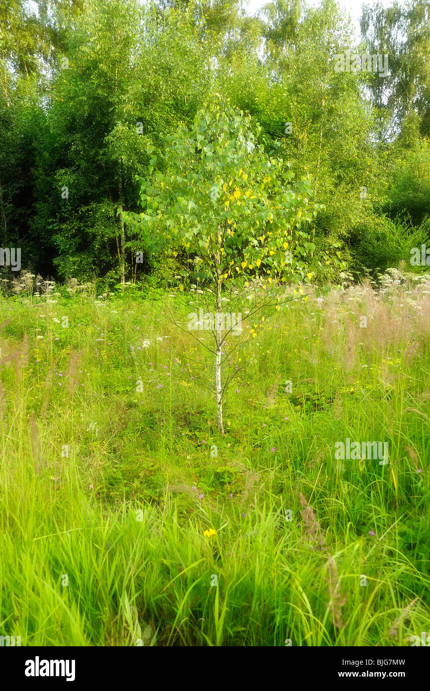 A forest is an area with a high density of trees Stock Photo - Alamy
