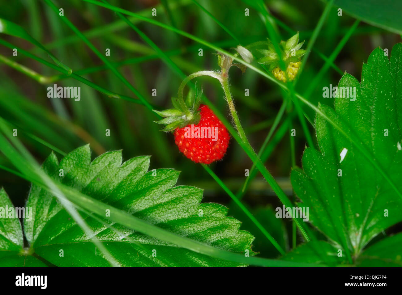 A forest is an area with a high density of trees Stock Photo - Alamy
