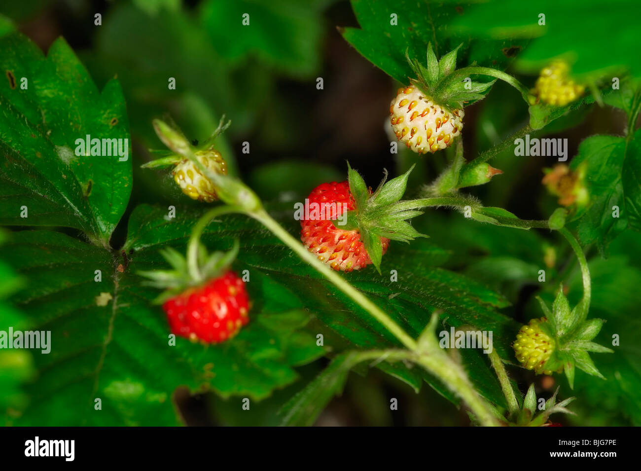 A forest is an area with a high density of trees Stock Photo - Alamy