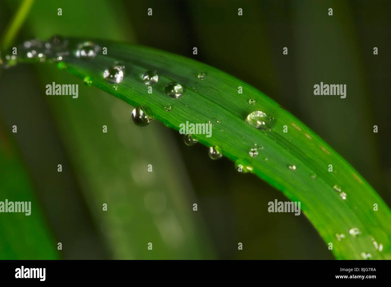 A forest is an area with a high density of trees Stock Photo - Alamy