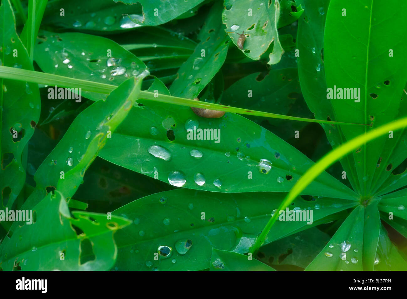 Waterdrops on the lake hi-res stock photography and images - Alamy