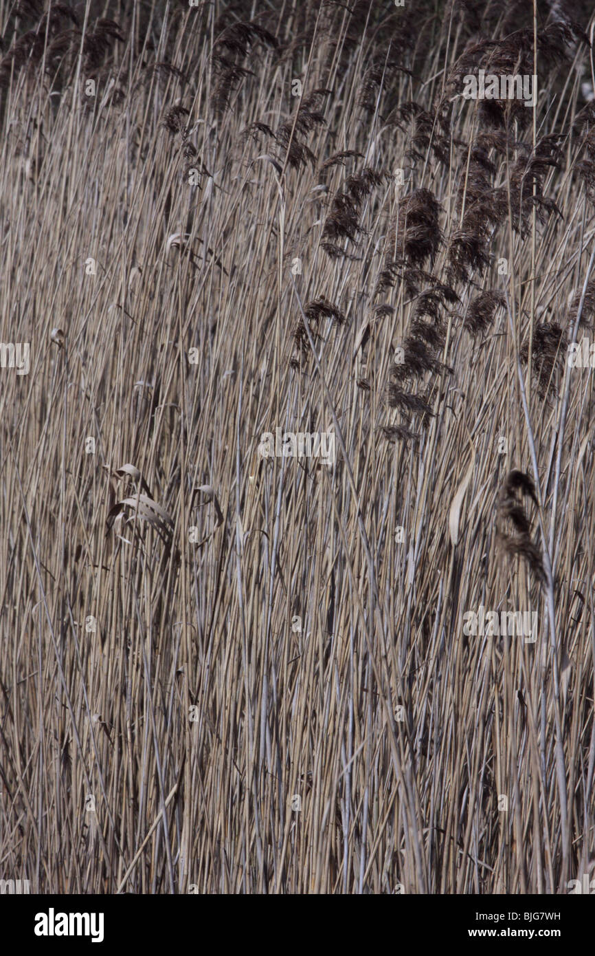 Fen reeds hi-res stock photography and images - Alamy