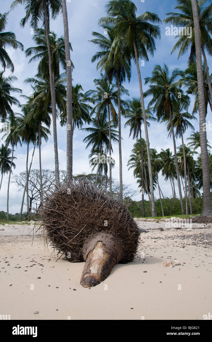 Coconut roots hi-res stock photography and images - Alamy