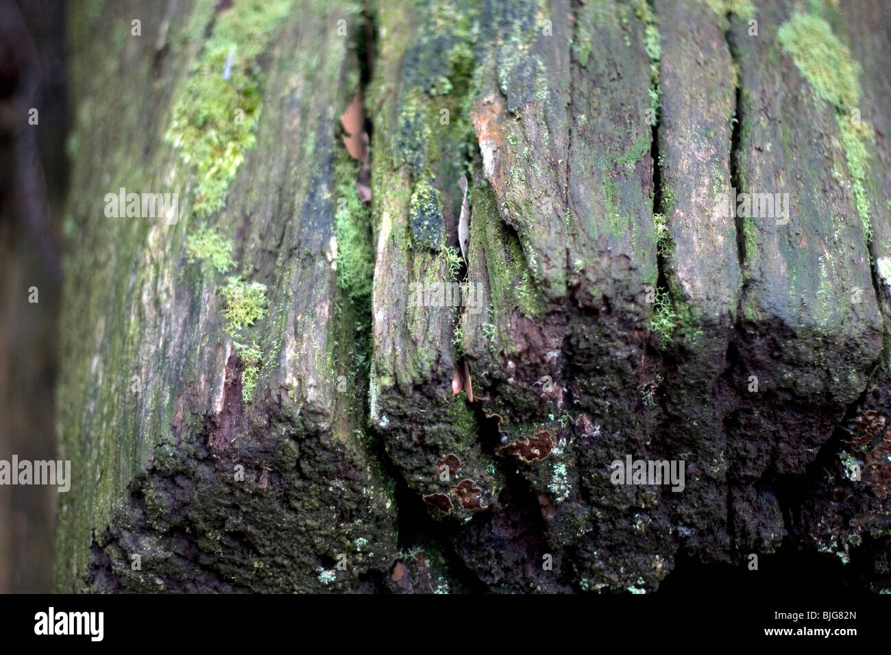 Rotten log hi-res stock photography and images - Alamy