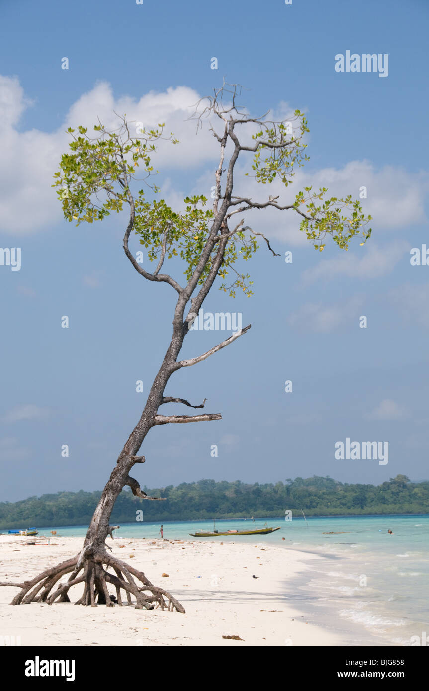 A mangrove tree on the beach on Havelock Island, Andaman Islands, India ...