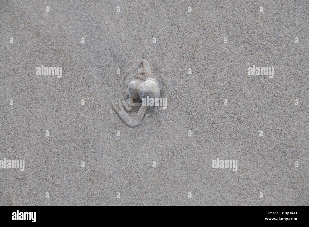 Crabs mating on beach, Havelock Island, Andaman Islands, India Stock ...