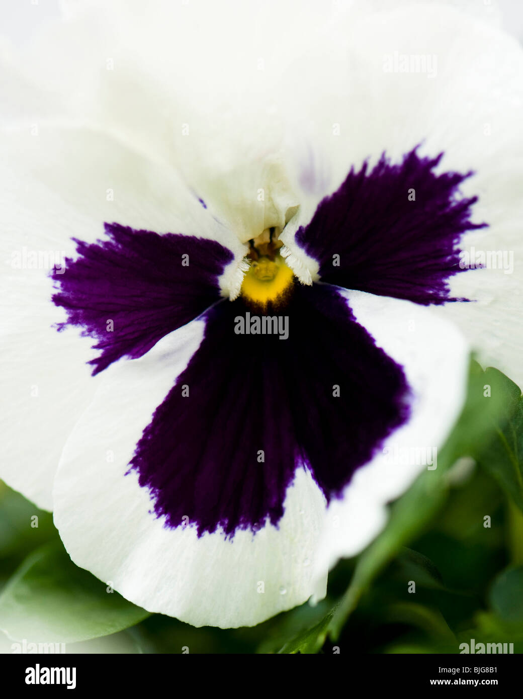 Close up of a Pansy White Blotch, Viola x wittrockiana, in flower Stock ...