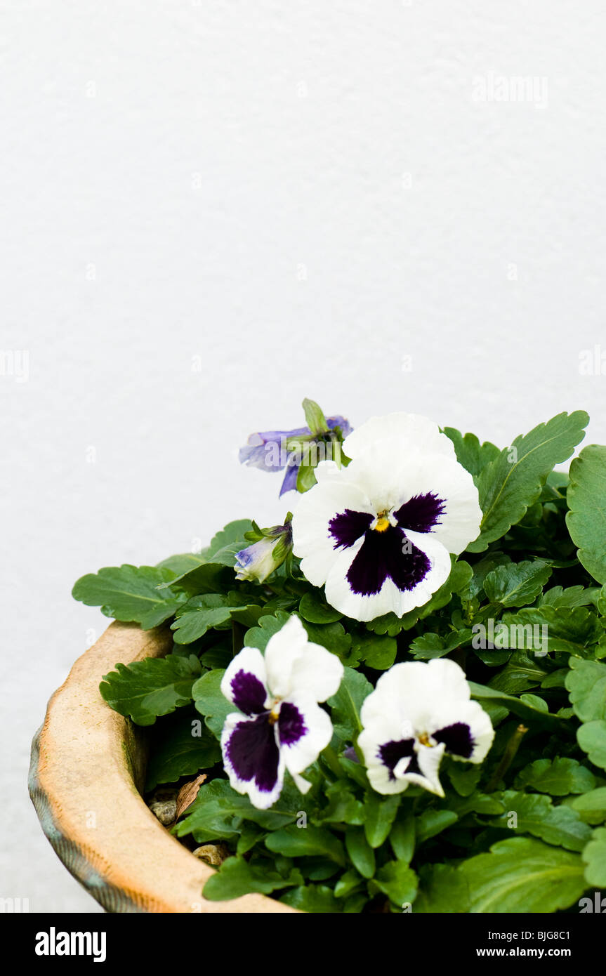 Pansy White Blotch, Viola X wittrockiana, in flower in a ceramic garden ...