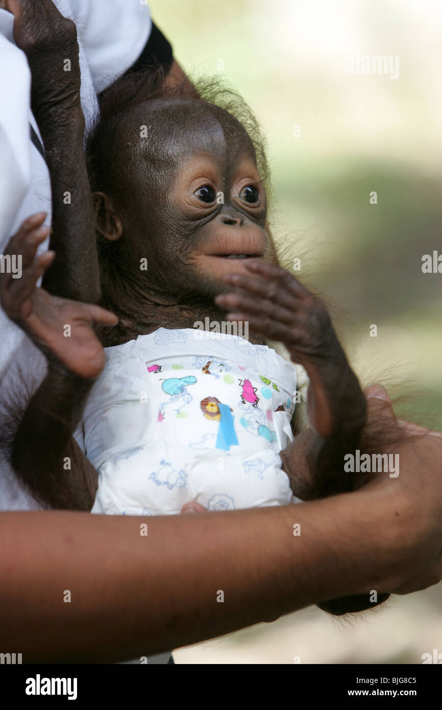Baby Orang Utan rescued from poachers by the WWF Stock Photo - Alamy