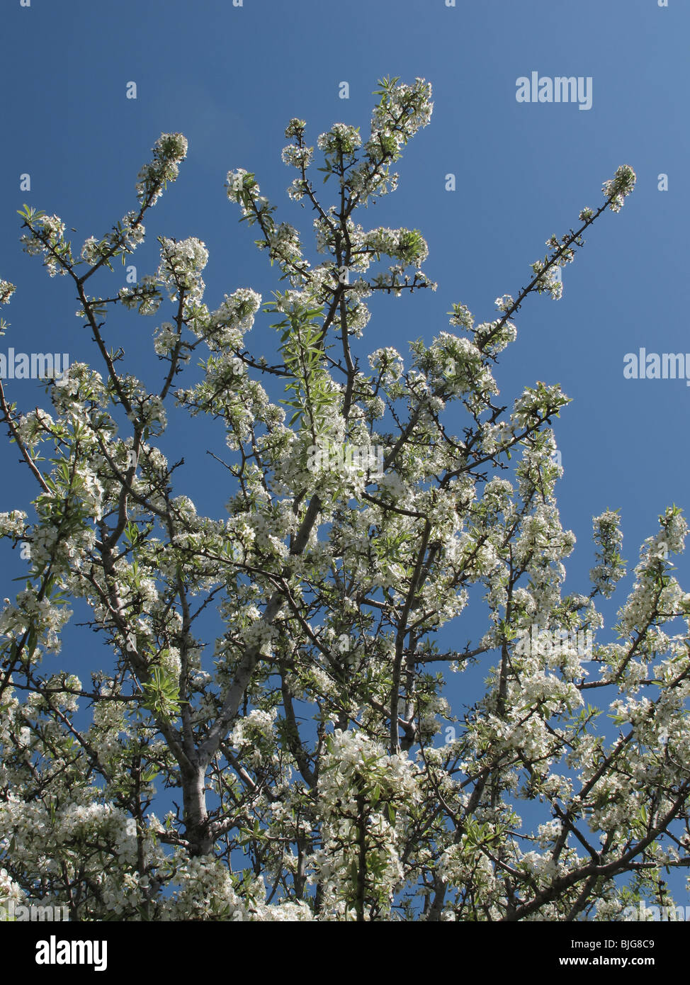white spring flowers on the fruit tree Stock Photo - Alamy