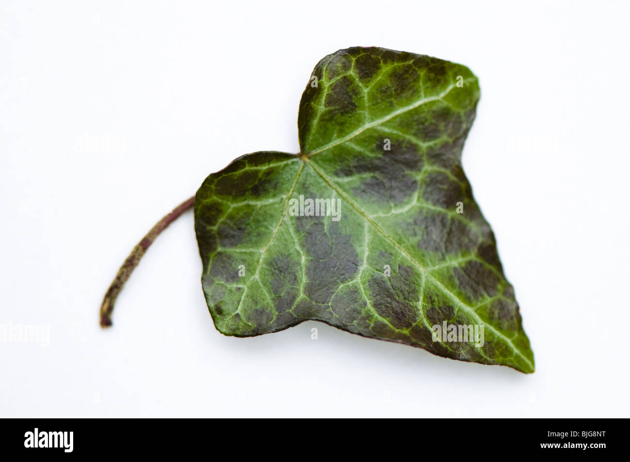 Ivy close Cut Out Stock Images & Pictures - Alamy