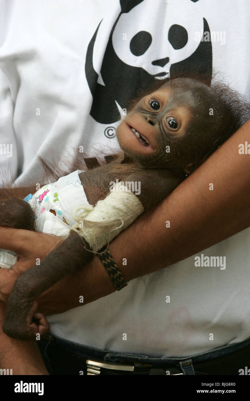Wwf indonesia hi-res stock photography and images - Alamy
