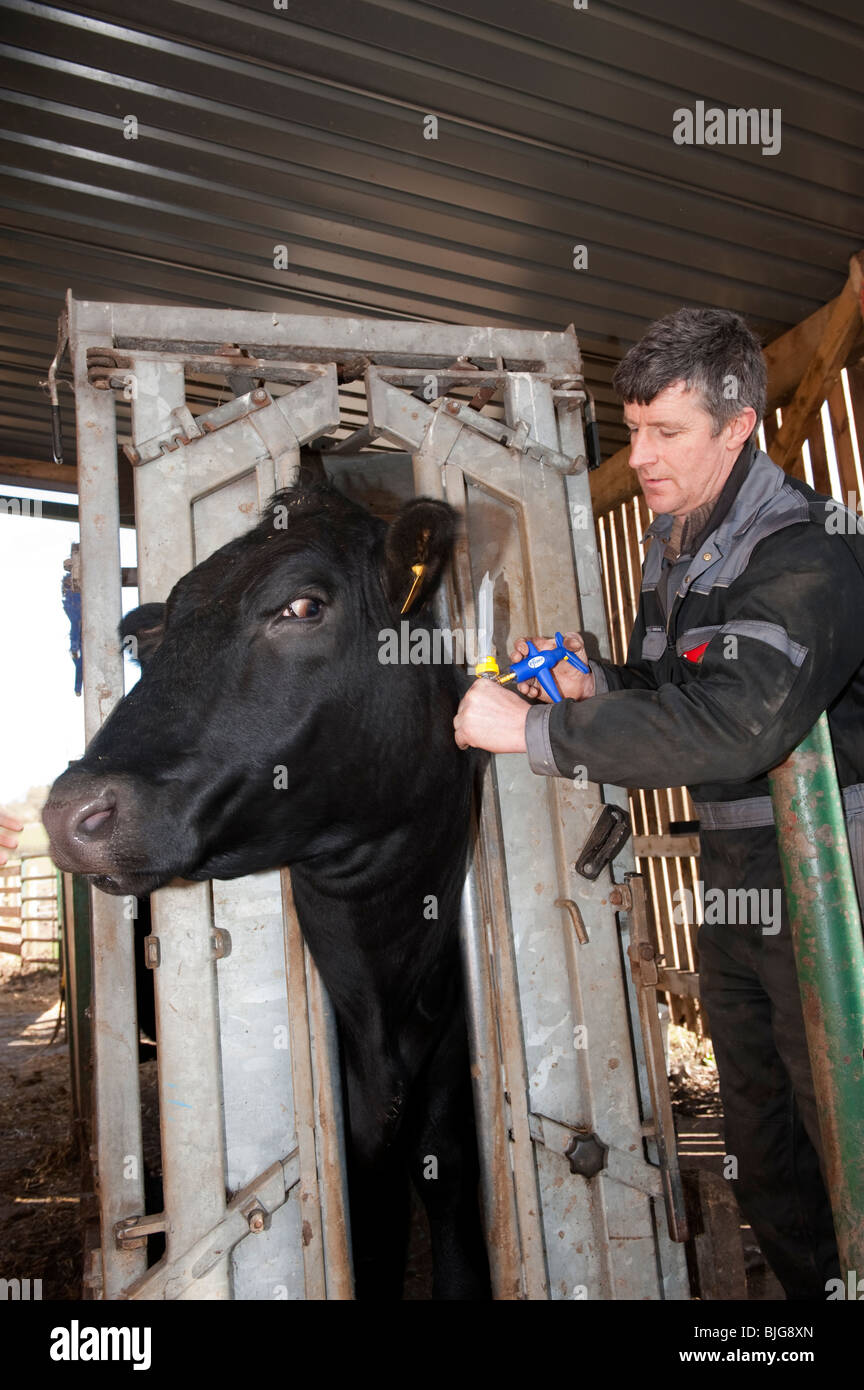 Farmer vaccinating a cow with vaccine against leptospira, a bactirial ...