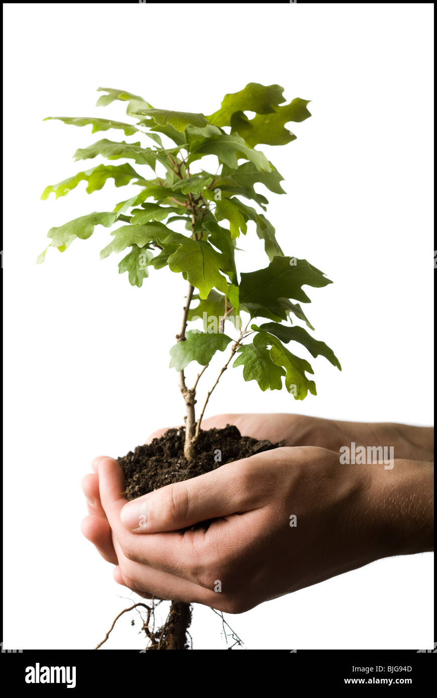 Palm for environment hi-res stock photography and images - Alamy