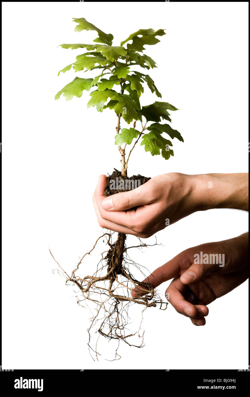 tree in the palm of a hand Stock Photo - Alamy