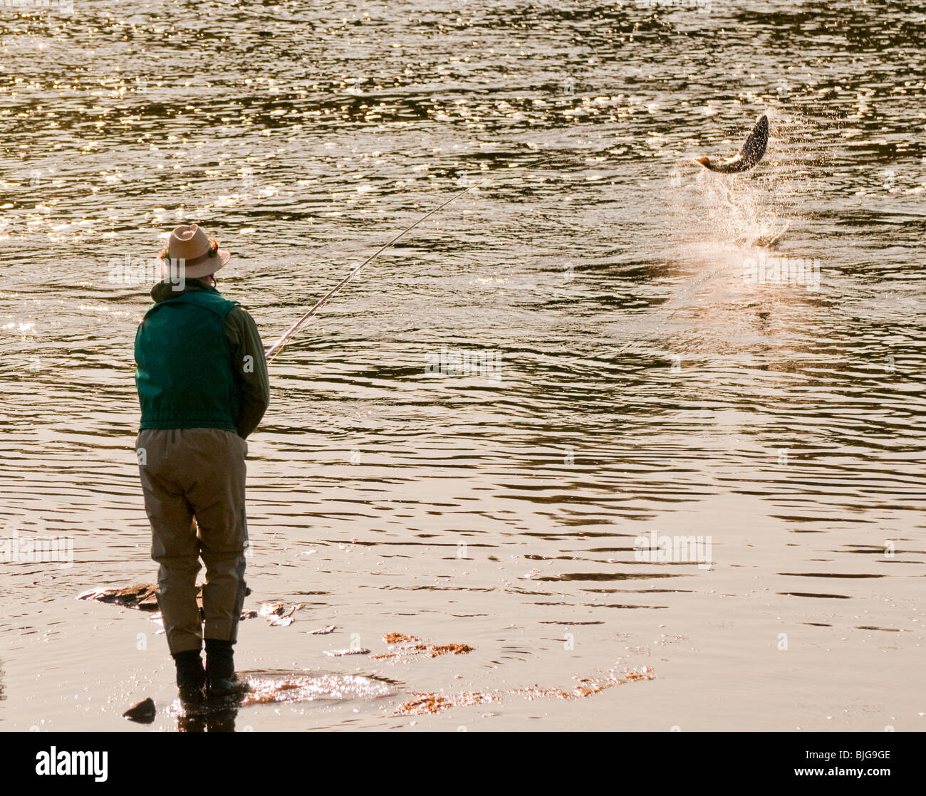 Salmon jumping hi-res stock photography and images - Alamy