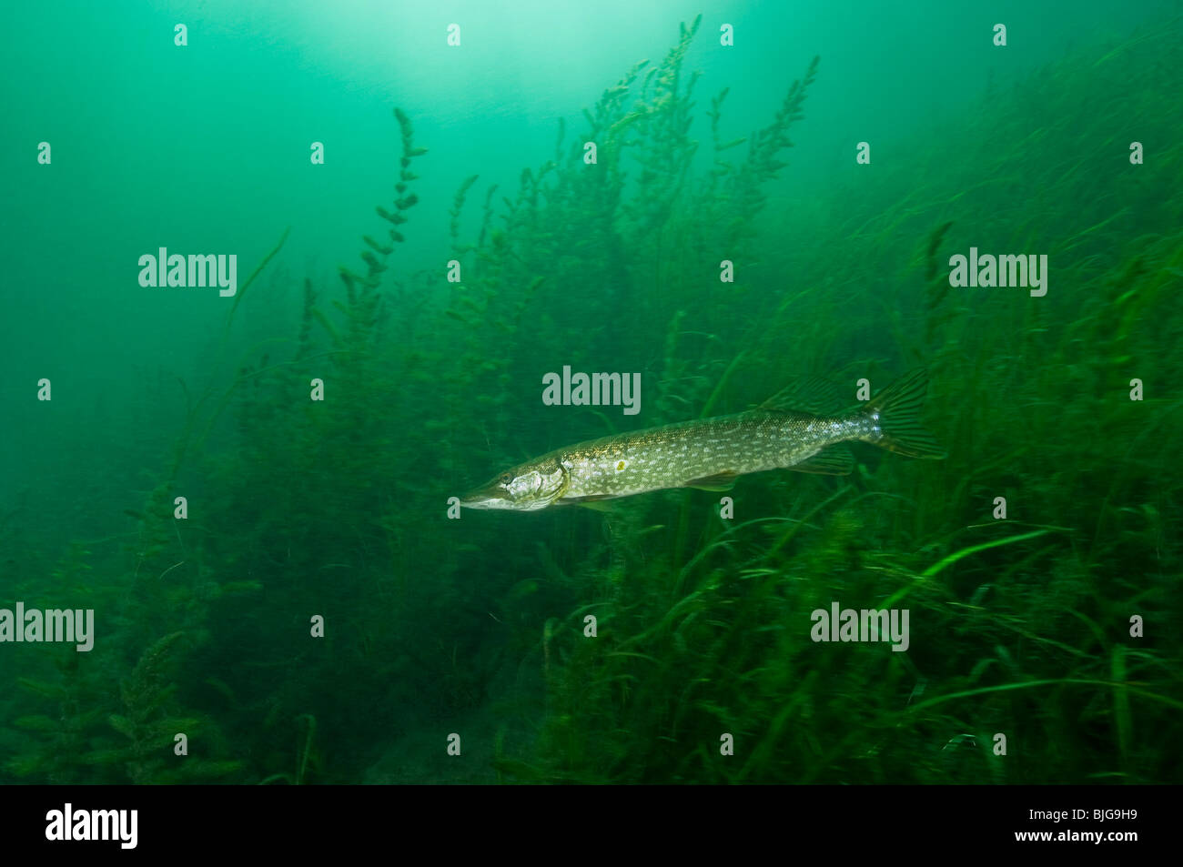 Northern Pike underwater in the St. Lawrence River in Canada Stock ...