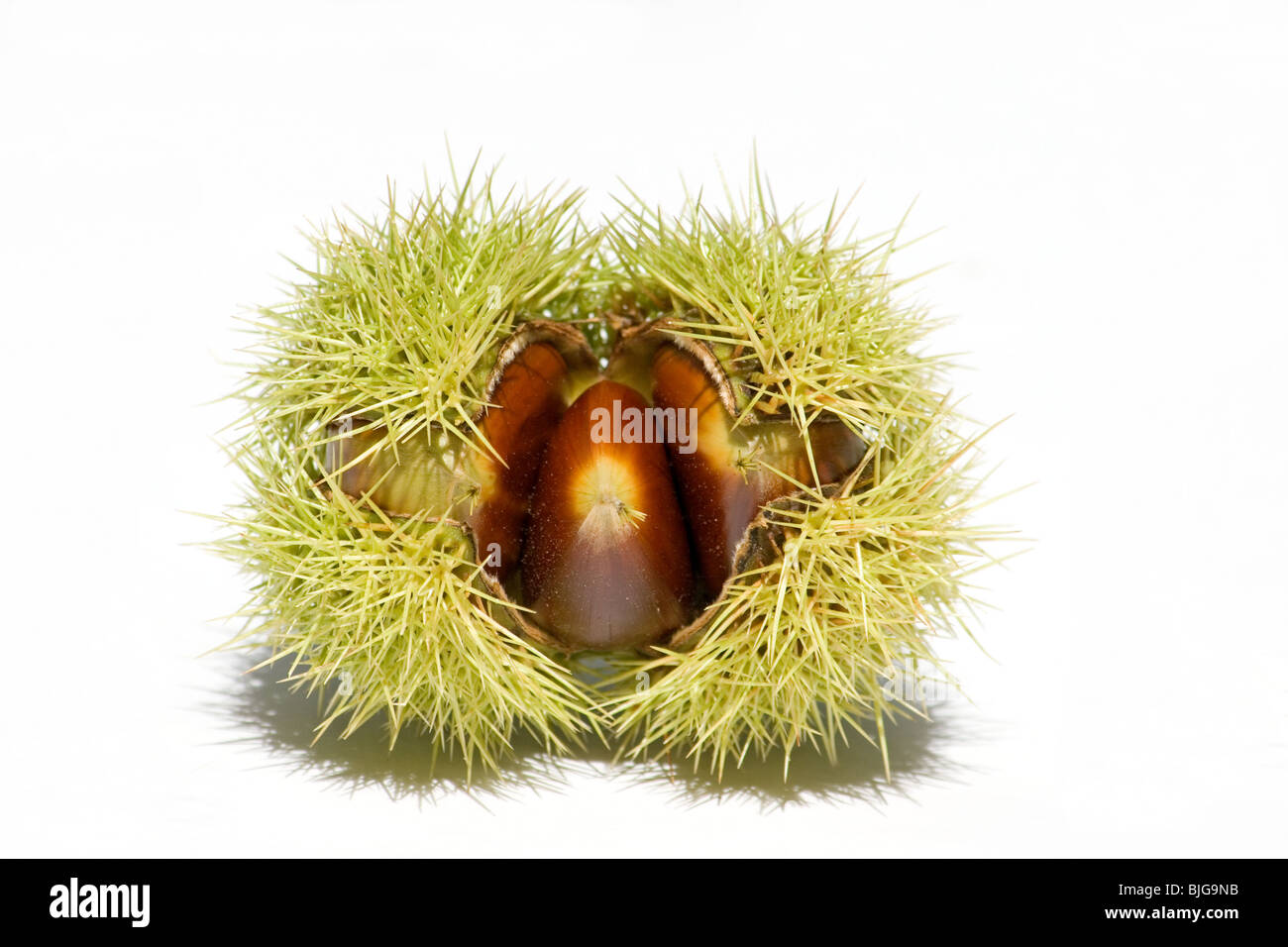 Close up castanea sativa Cut Out Stock Images & Pictures - Alamy