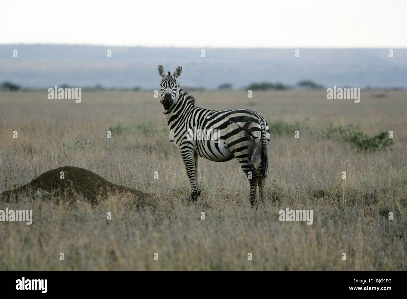 Zebra kenya hi-res stock photography and images - Alamy