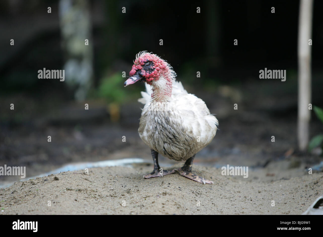 Ugly Duck High Resolution Stock Photography and Images - Alamy