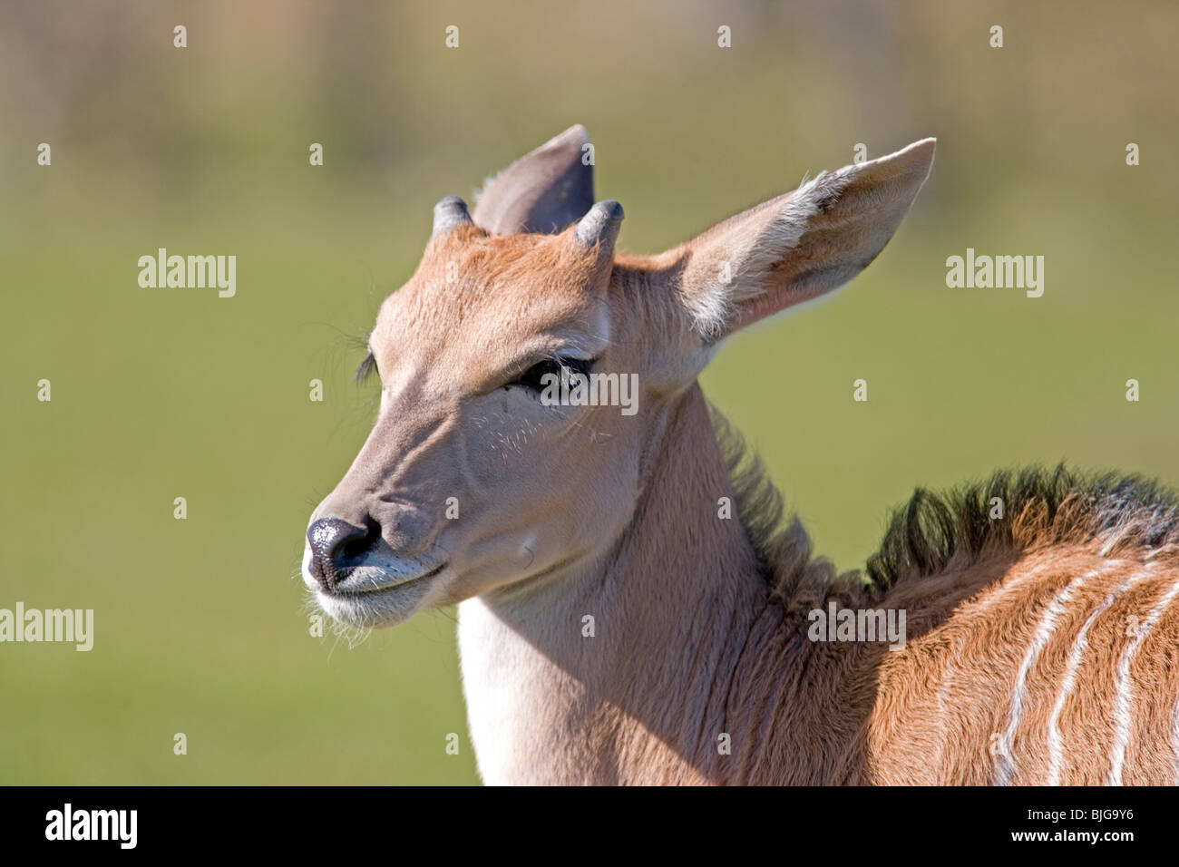Common eland hi-res stock photography and images - Alamy