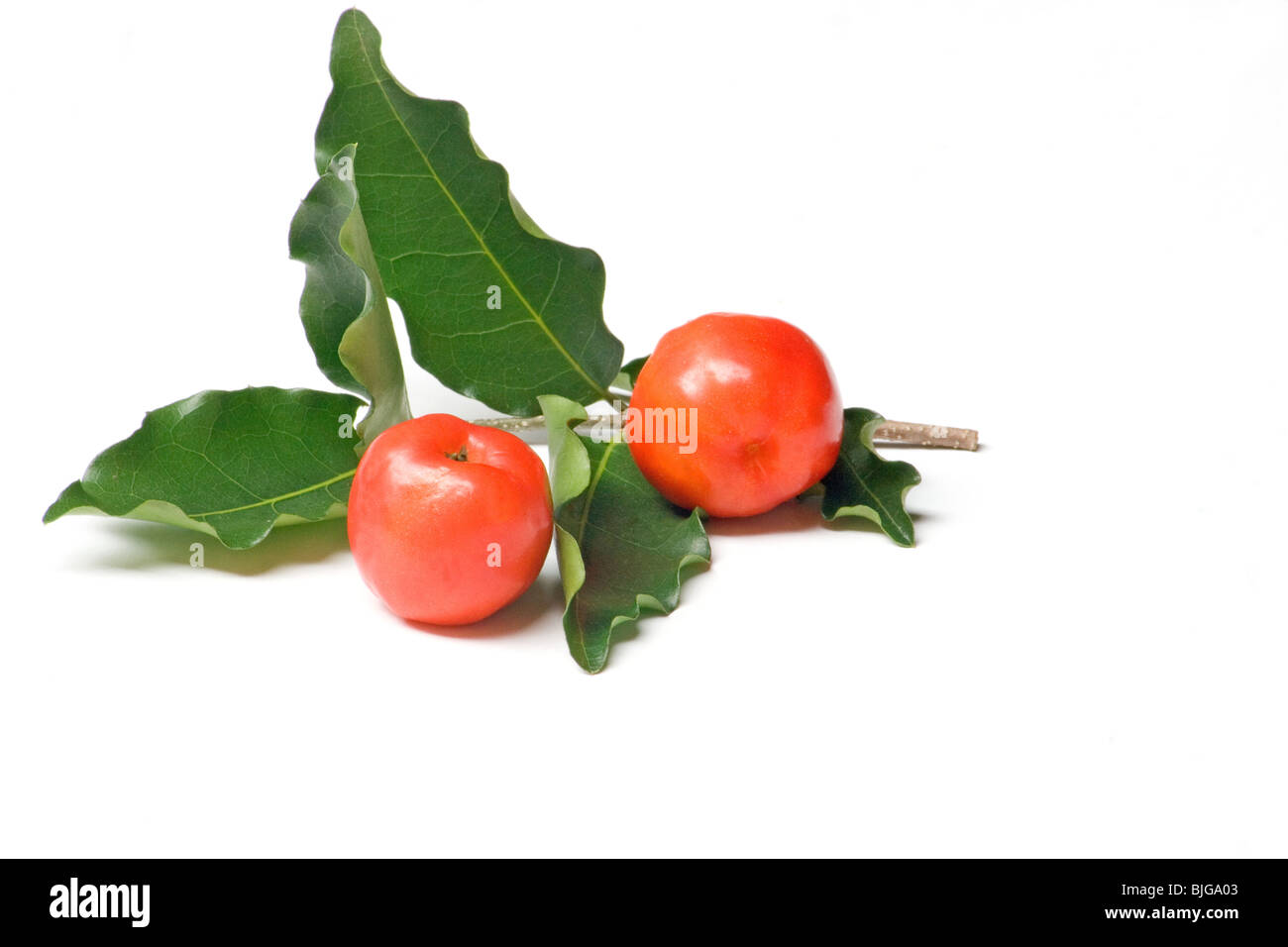 Red white cherry blossoms cherry Cut Out Stock Images & Pictures - Alamy