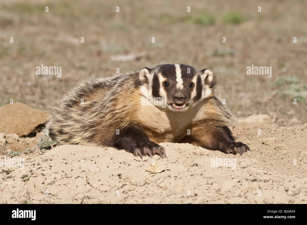 American badger, Taxidea taxus, grassland, North Dakota, USA Stock ...