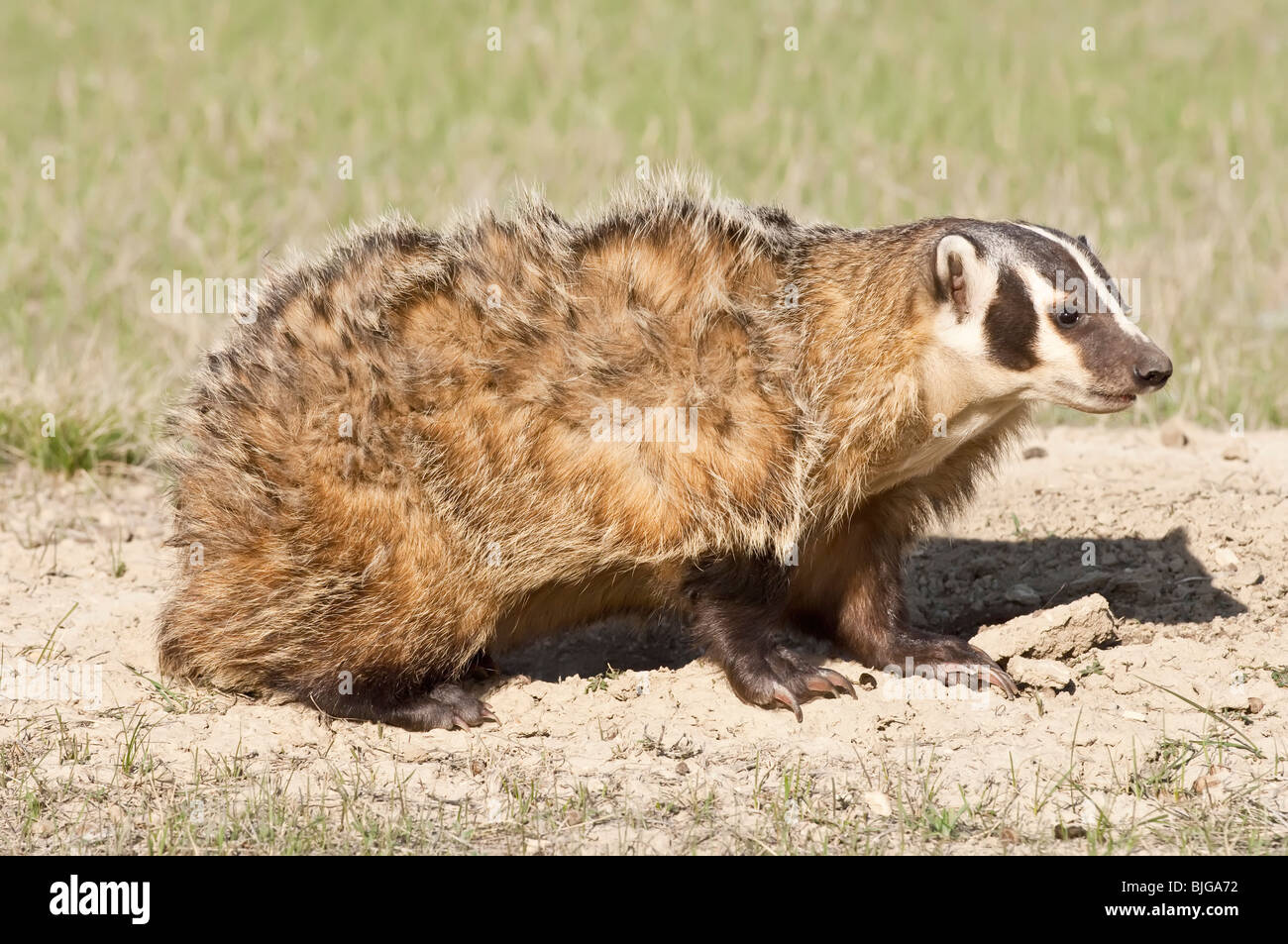 American badger, Taxidea taxus, grassland, North Dakota, USA Stock ...