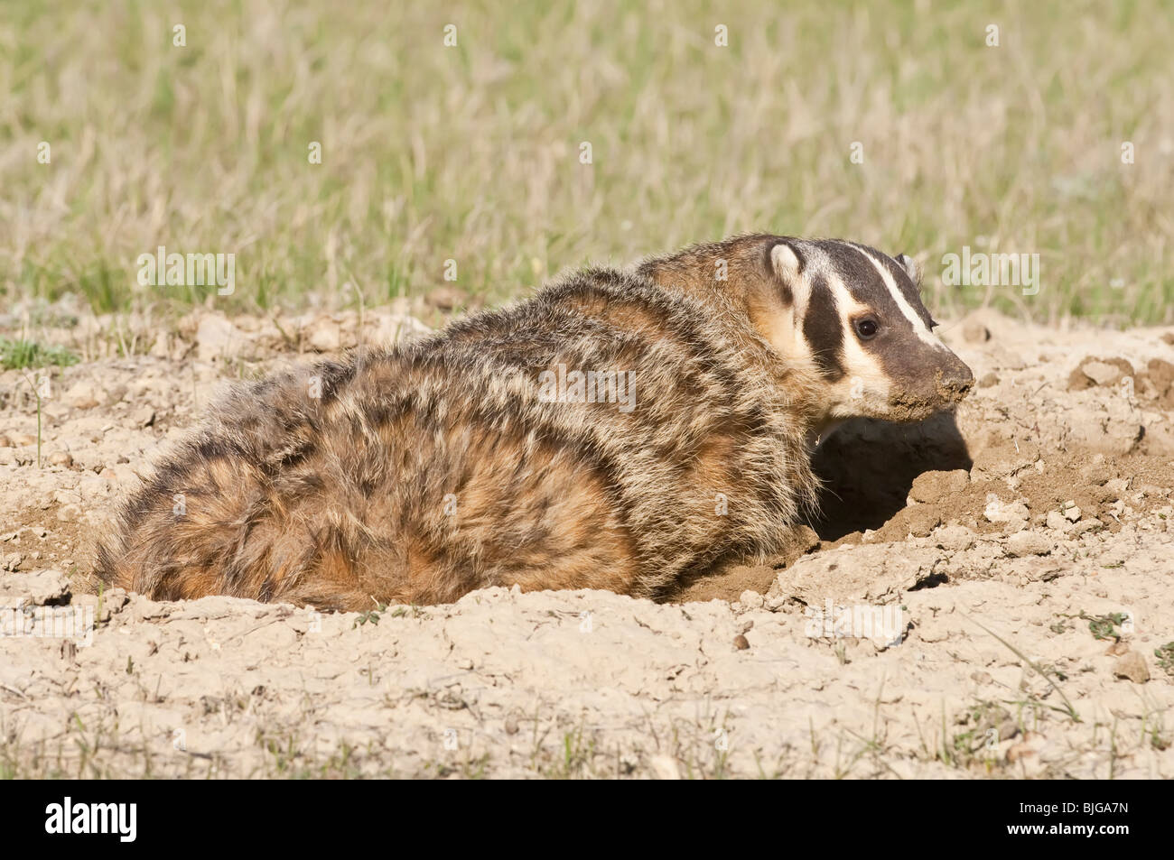 American badger, Taxidea taxus, grassland, North Dakota, USA Stock ...