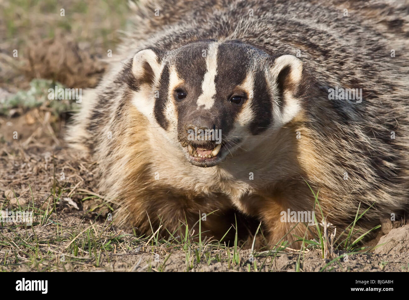 American badger, Taxidea taxus, grassland, North Dakota, USA Stock ...
